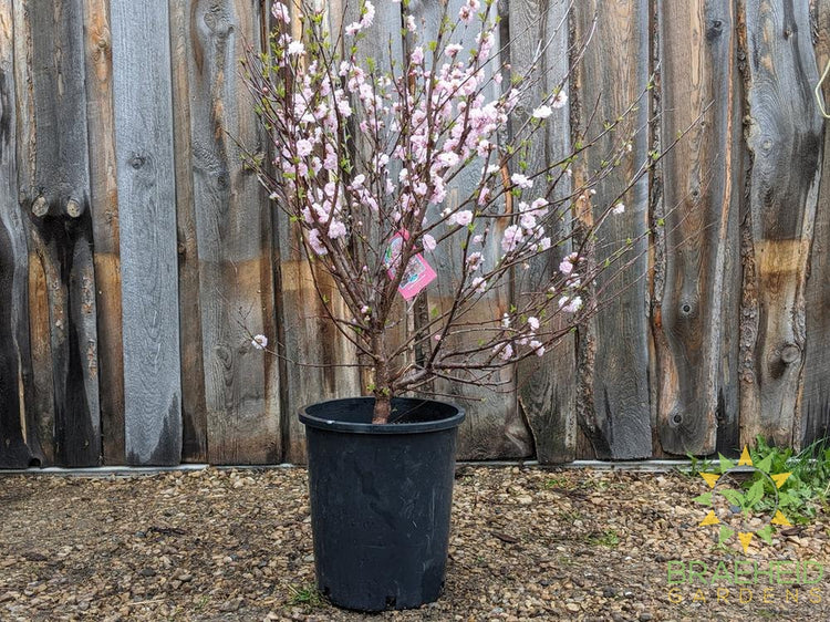 How to prune a Double flowering plum in Northern Alberta – Braeheid ...