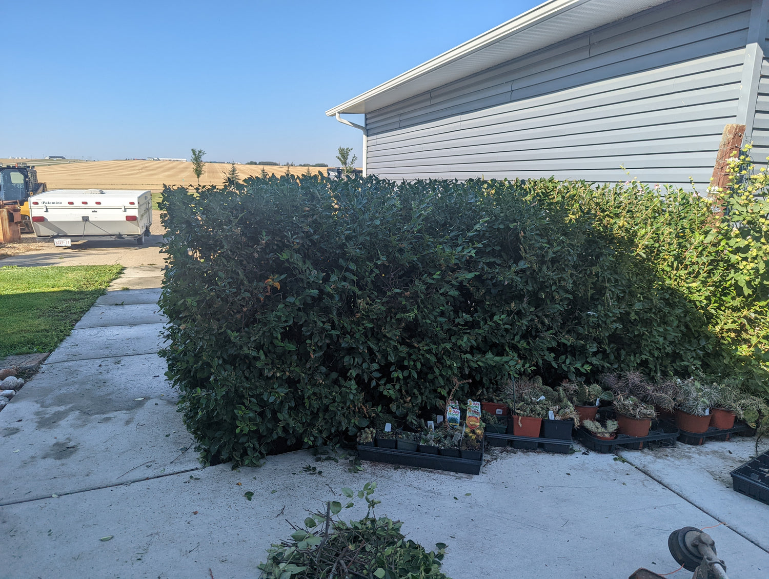 How to prune your cotoneaster into a hedge – Braeheid Gardens Ltd.