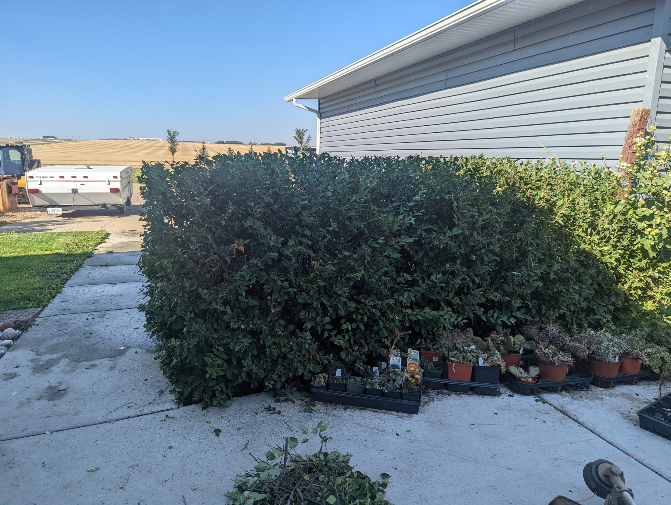 How to prune your cotoneaster into a hedge – Braeheid Gardens Ltd.