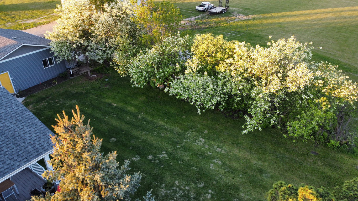 Keeping Ornamental trees in Zone 3B - Protecting your blossoms ...