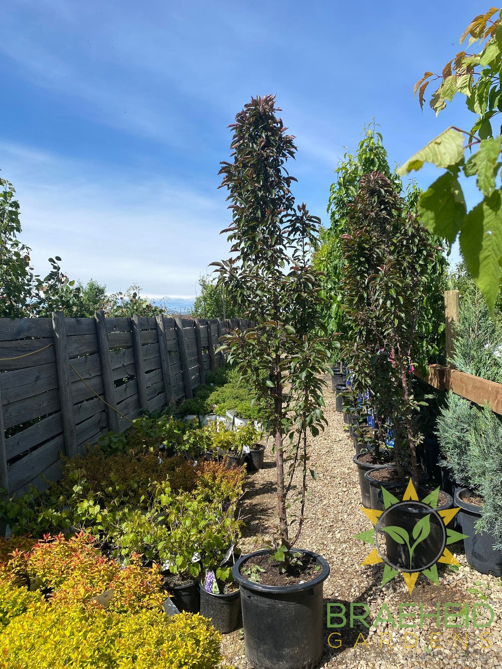 Browse Ornamental Crabapples | Grande Prairie, Alberta | Browse online ...