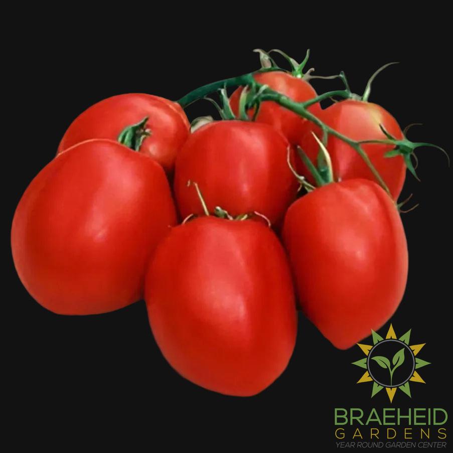 Amish Paste Tomato – Braeheid Gardens Ltd.