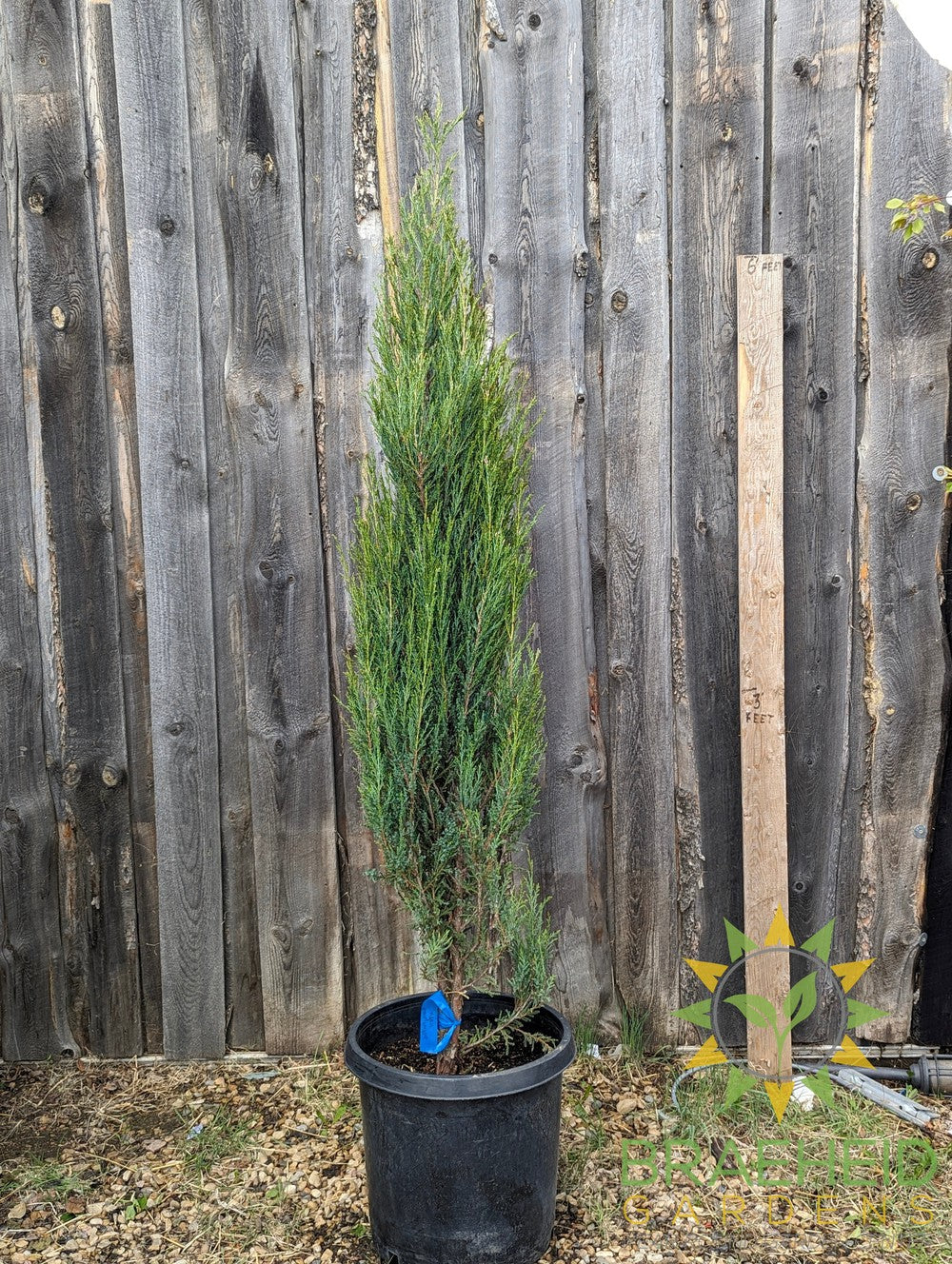 Blue Arrow Juniper – Braeheid Gardens Ltd.