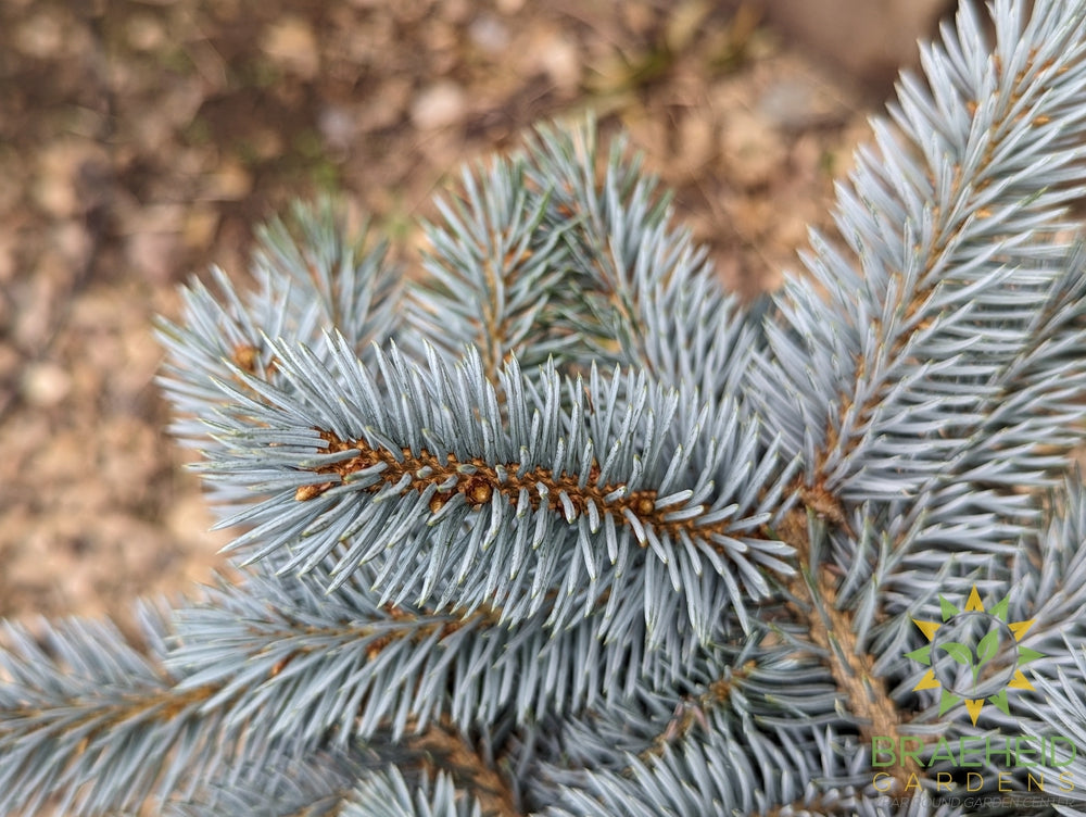 Blue Globe Spruce – Braeheid Gardens Ltd.