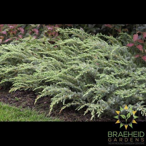 Blueberry Delight® Juniper – Braeheid Gardens Ltd.