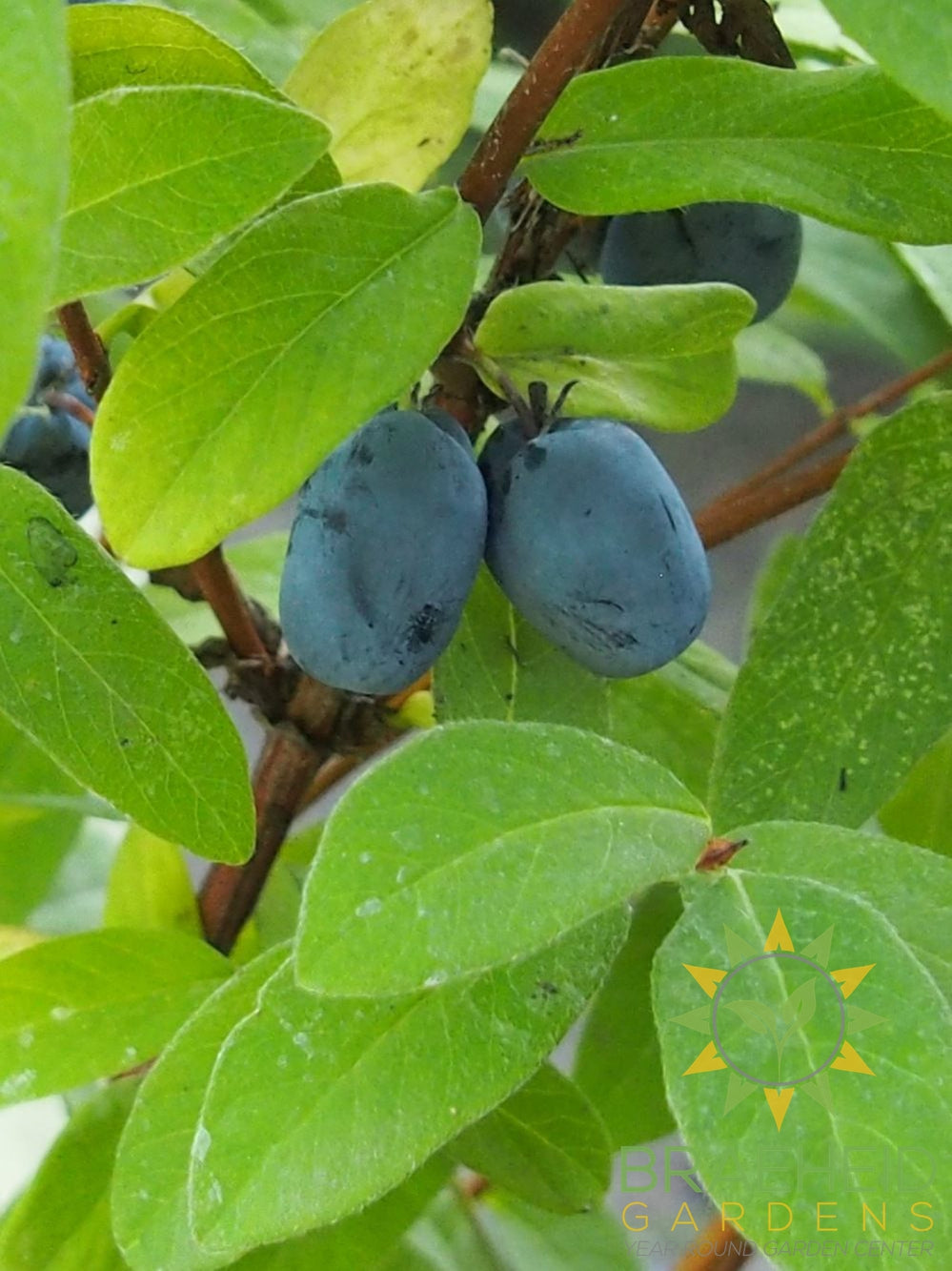 Buy Haskaps | Honeyberry | Grande Prairie, Alberta – Braeheid Gardens Ltd.