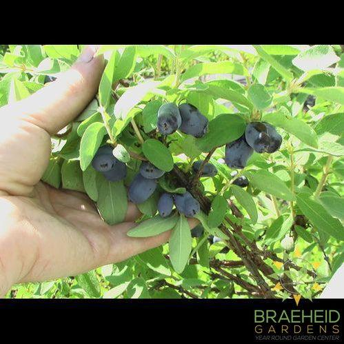 Buy Haskaps | Honeyberry | Grande Prairie, Alberta – Braeheid Gardens Ltd.