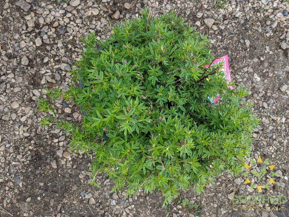 Mango Tango® Potentilla – Braeheid Gardens Ltd.