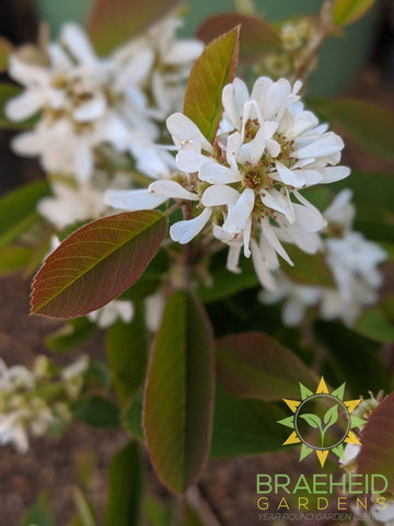Trees & Shrubs Native to Alberta – Braeheid Gardens Ltd.