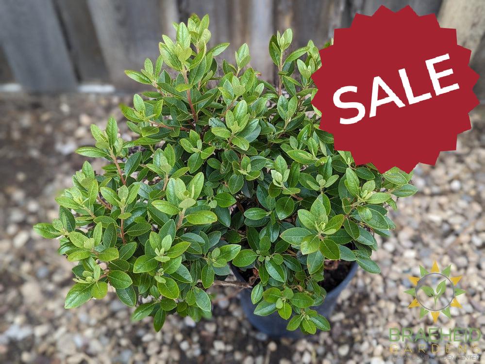 P.J.M. Elite Rhododendron – Braeheid Gardens Ltd.