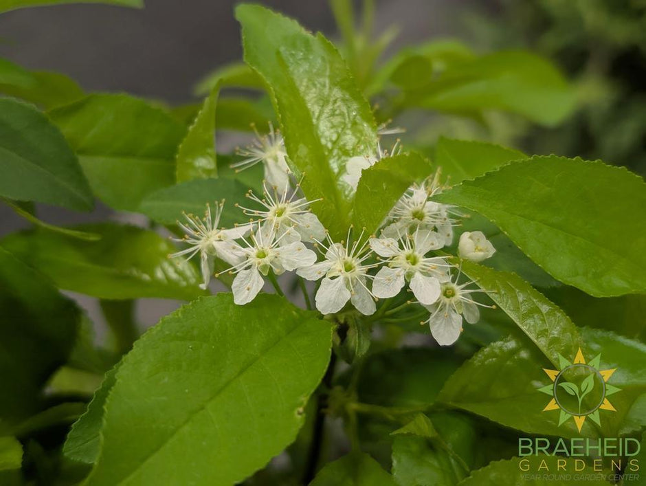 2026 Tree & Shrub Pre-Order – tagged "edible pin cherry" – Braeheid ...