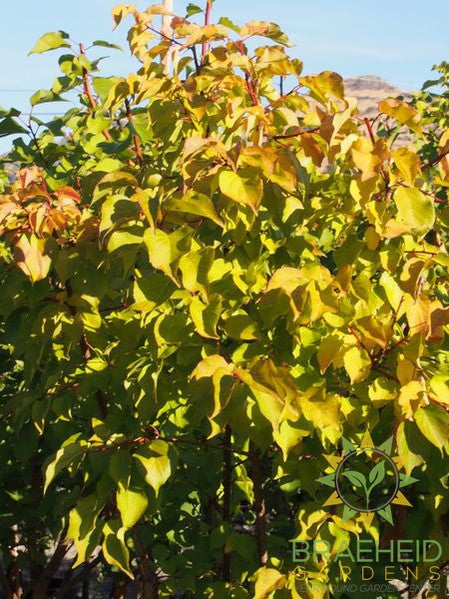 Browse Cold hardy apricot | Grande Prairie, AB | Edible Trees & Shrubs ...