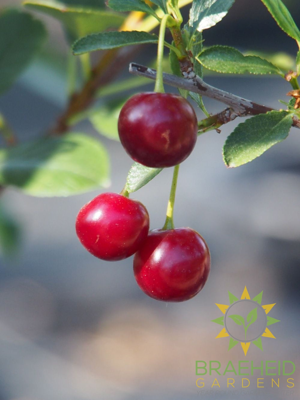 Browse Grande Prairie Cherry Trees & Shrubs | Cold Hardy | Browse onli ...
