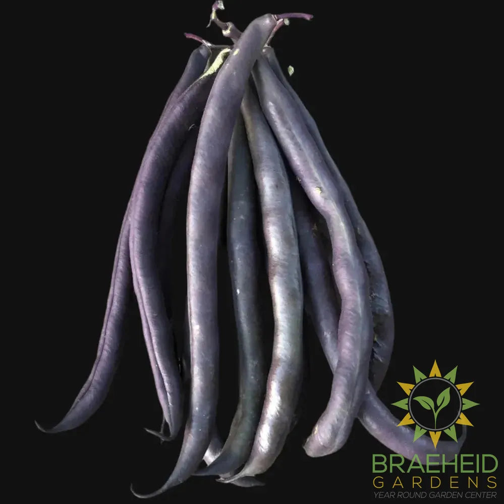 Royal Burgundy Bush Bean – Braeheid Gardens Ltd.