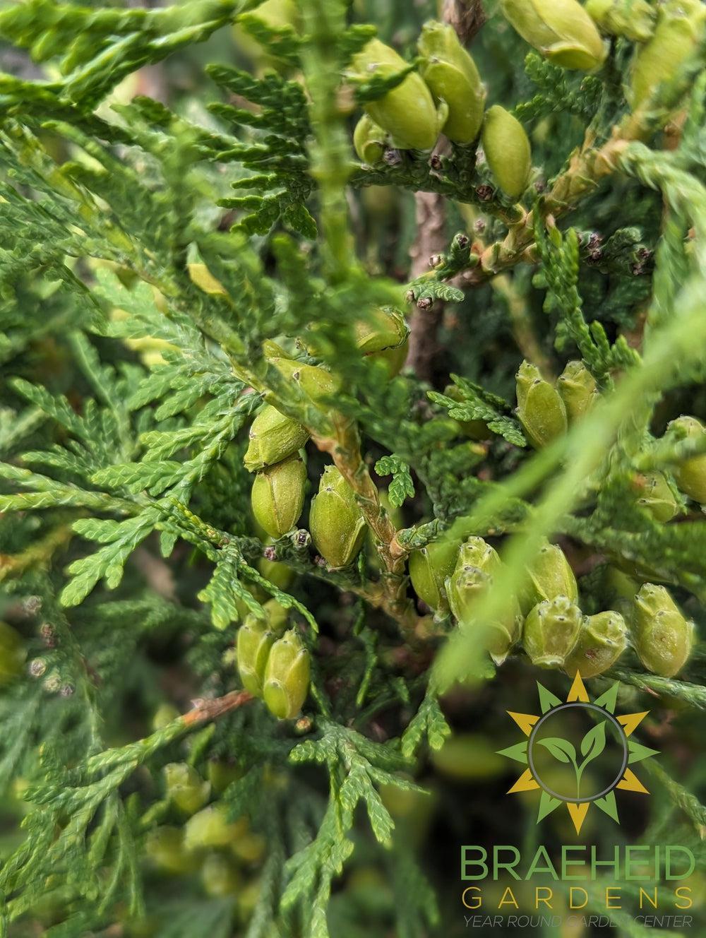 Skybound Cedar – Braeheid Gardens Ltd.