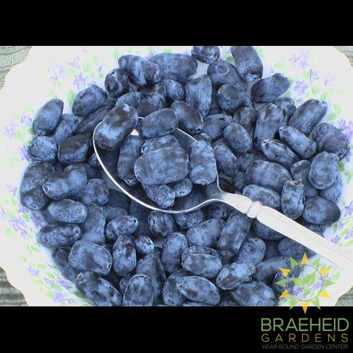 Buy Haskaps | Honeyberry | Grande Prairie, Alberta – Braeheid Gardens Ltd.