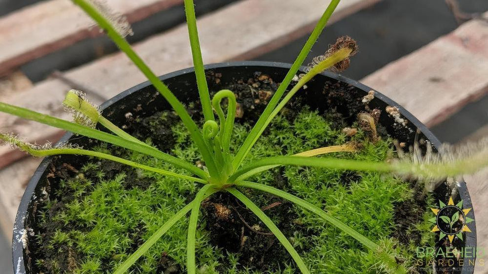 Order Sundews online | Carnivorous plants Canada – Braeheid Gardens Ltd.