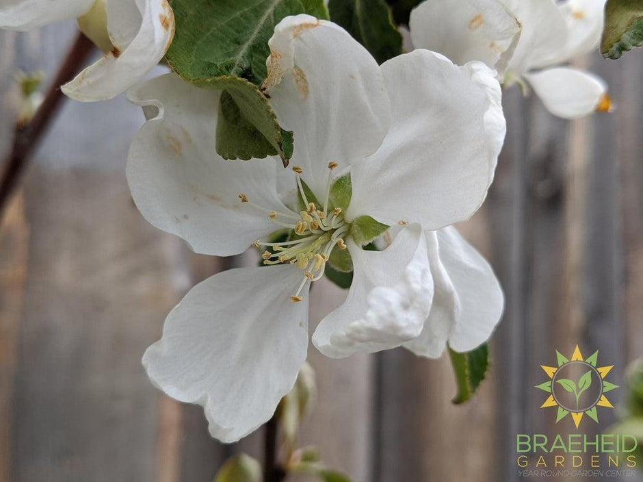 Edible Trees – Braeheid Gardens Ltd.