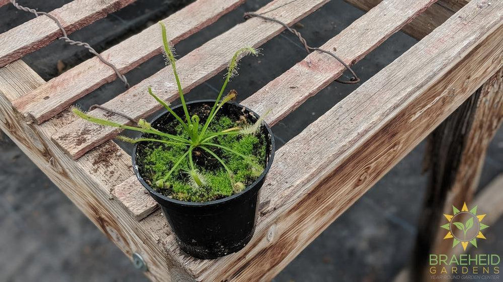Order Sundews online | Carnivorous plants Canada – Braeheid Gardens Ltd.