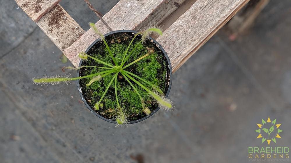 Order Sundews online | Carnivorous plants Canada – Braeheid Gardens Ltd.