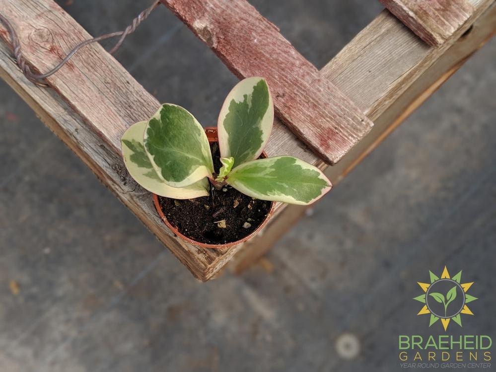Variegated Pepperface Peperomia – Braeheid Gardens Ltd.