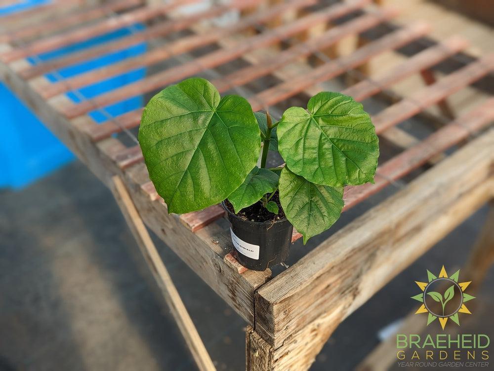 Ficus Umbellata – Braeheid Gardens Ltd.