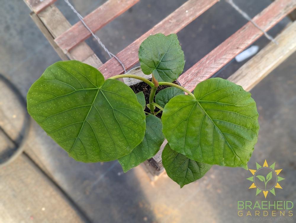 Ficus Umbellata – Braeheid Gardens Ltd.