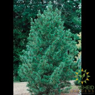 Blue Swiss Stone Pine – Braeheid Gardens Ltd.