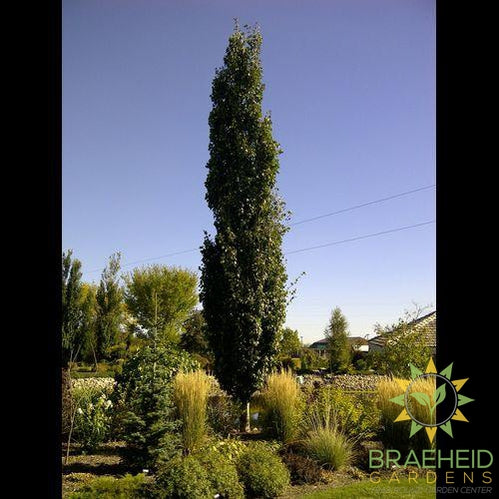 Swedish Columnar Aspen – Braeheid Gardens Ltd.