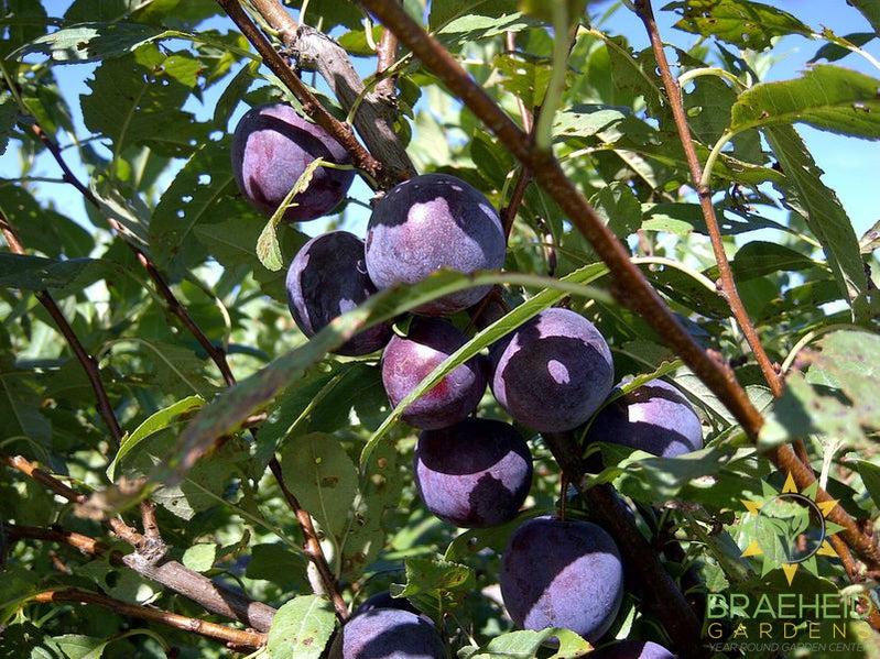 Browse cold hardy Plum Trees | Grande Prairie, Alberta – Braeheid ...