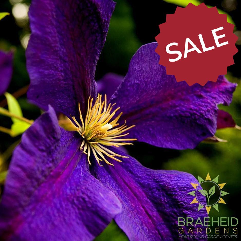 Jackmanii Superba Clematis – Braeheid Gardens Ltd.